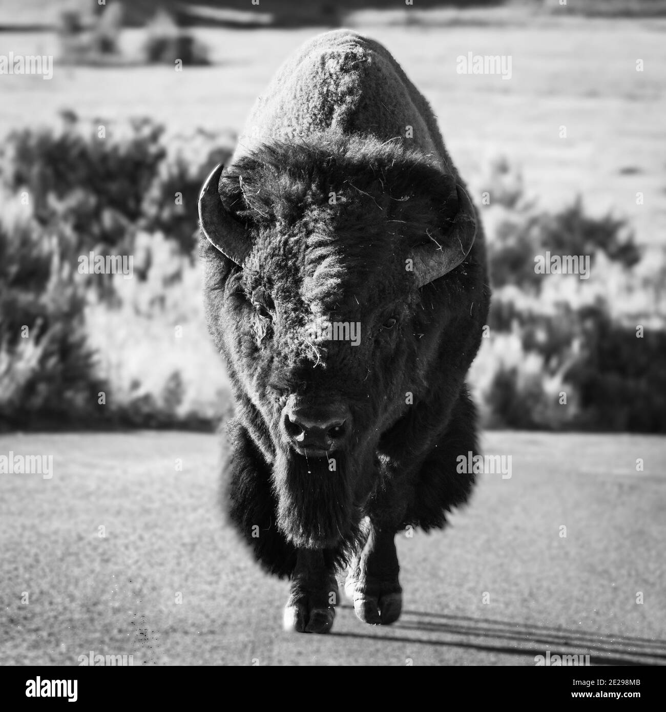 Bison wilderness Black and White Stock Photos & Images - Alamy