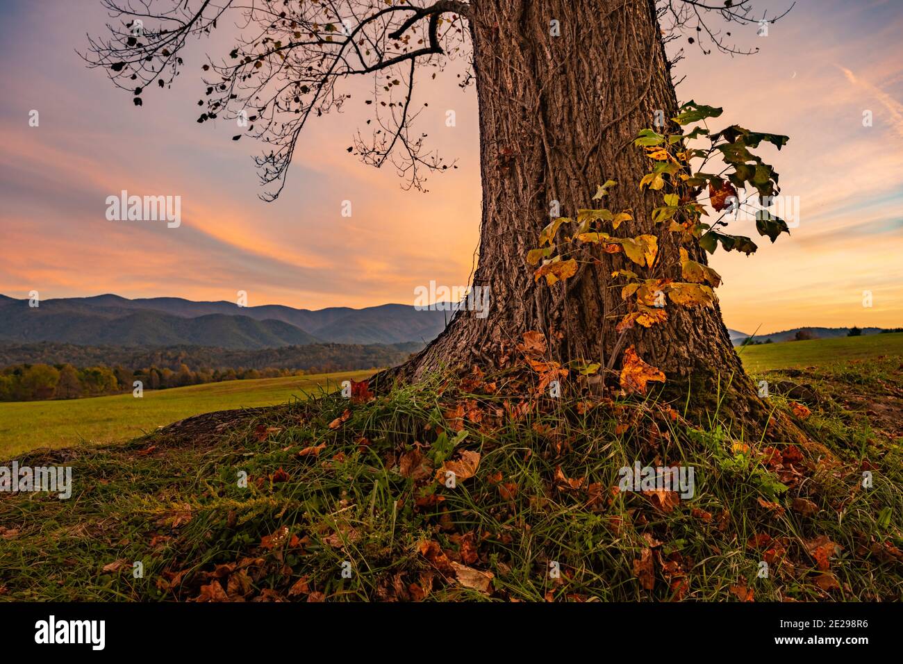 Base of Large Tree at Sunset in Cades Cove Stock Photo - Alamy