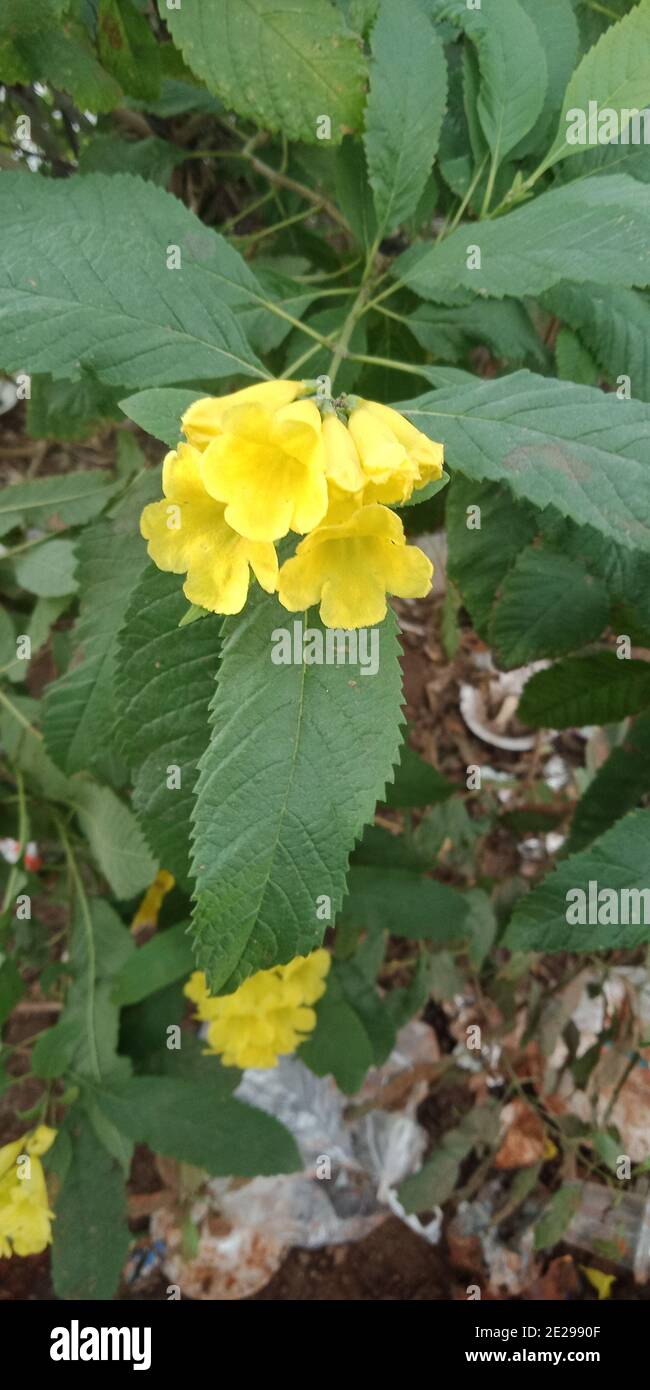 Closeup yellow elder plant flowers hi-res stock photography and images ...