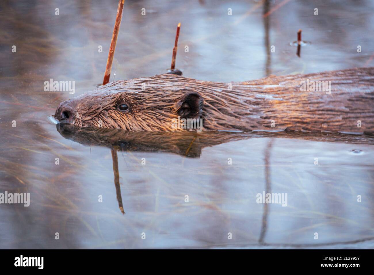 Trapping beaver hi-res stock photography and images - Alamy