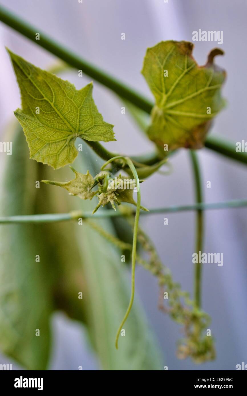 Vertical closeup of the leaf bud of the grape plant Stock Photo - Alamy