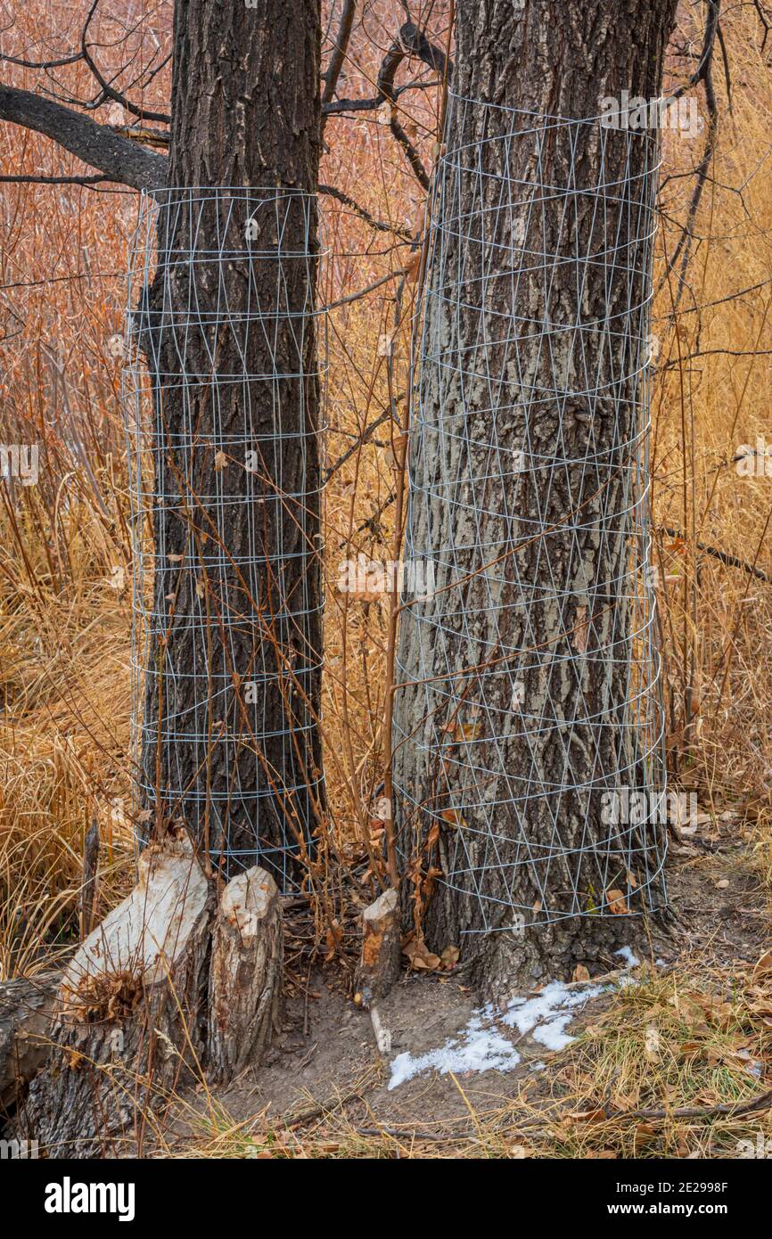 Accuminata hi-res stock photography and images - Alamy