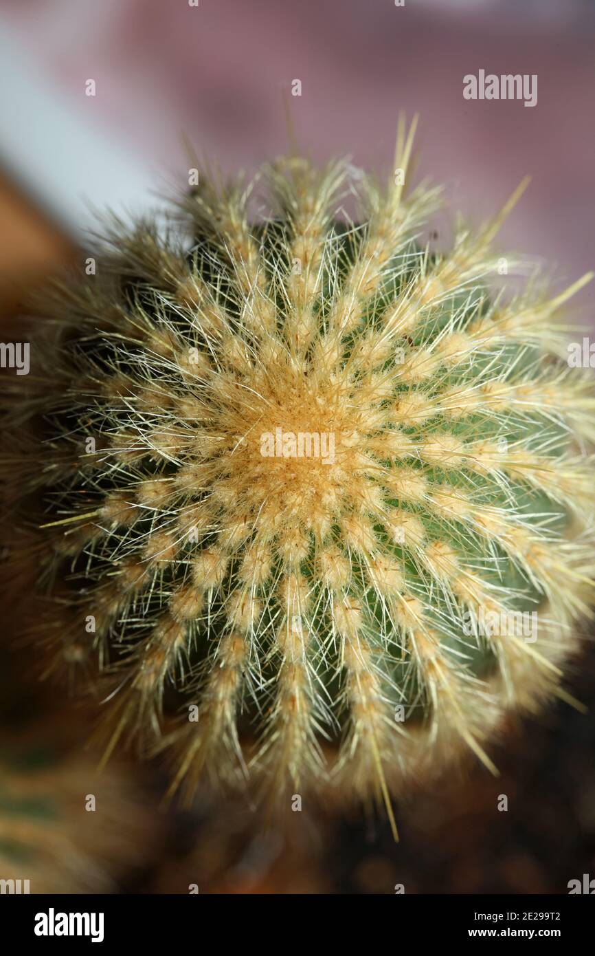 Espostoa guentheri hi-res stock photography and images - Alamy