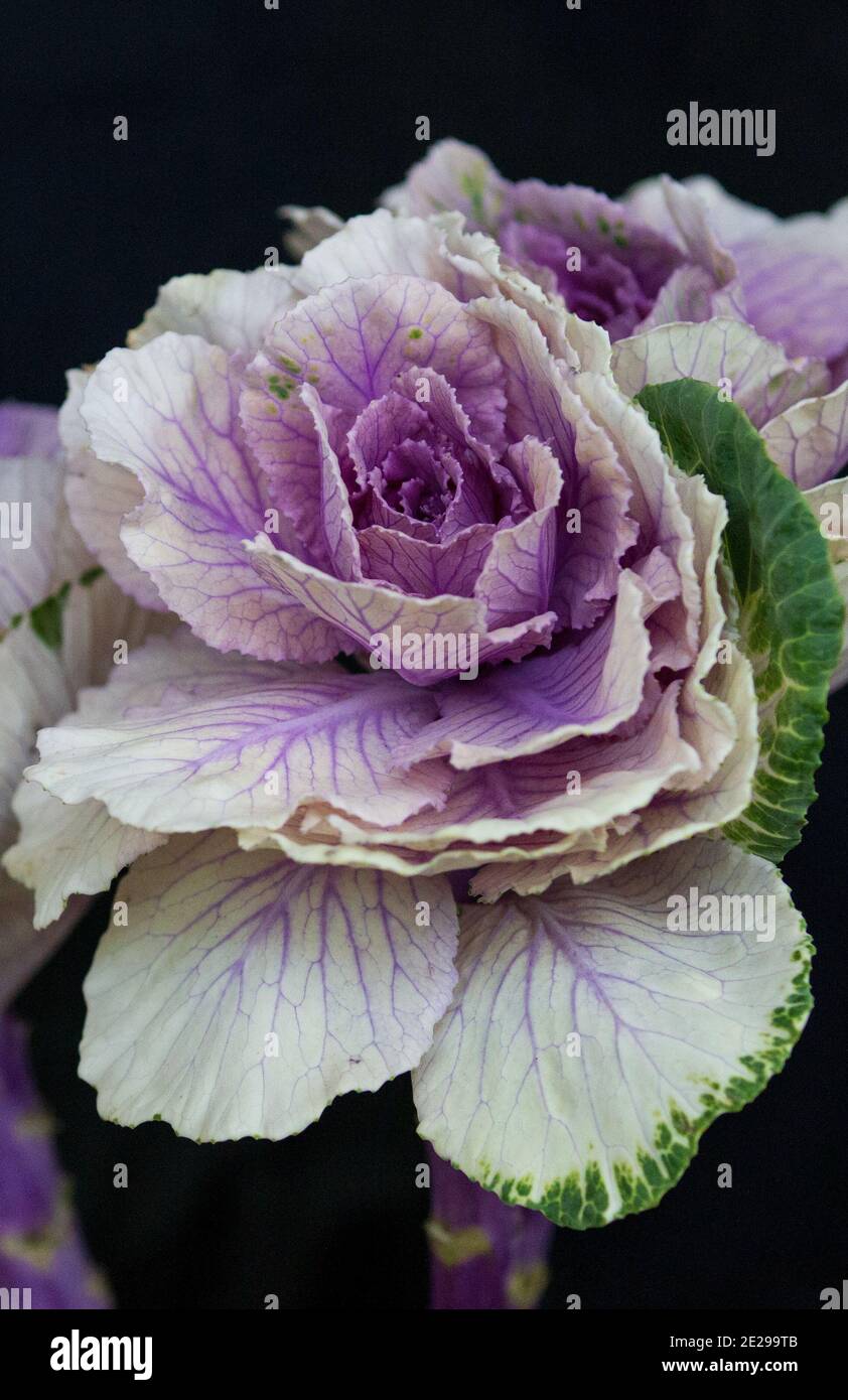 Purple cabbage flower hi-res stock photography and images - Alamy