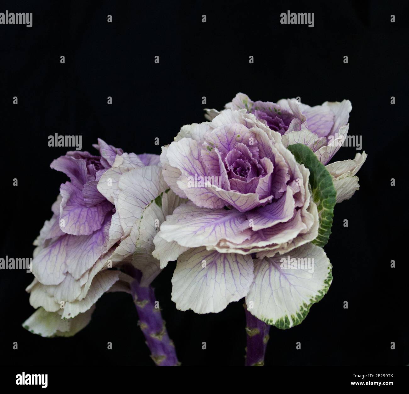 Cabbage flowers hi-res stock photography and images - Alamy