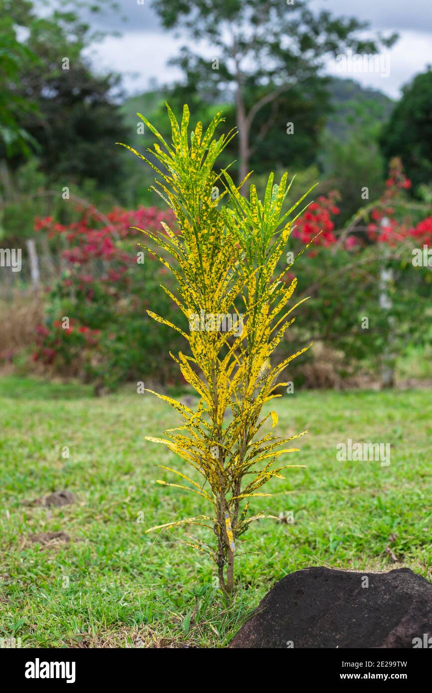 Beautiful yellow tree hi-res stock photography and images - Alamy
