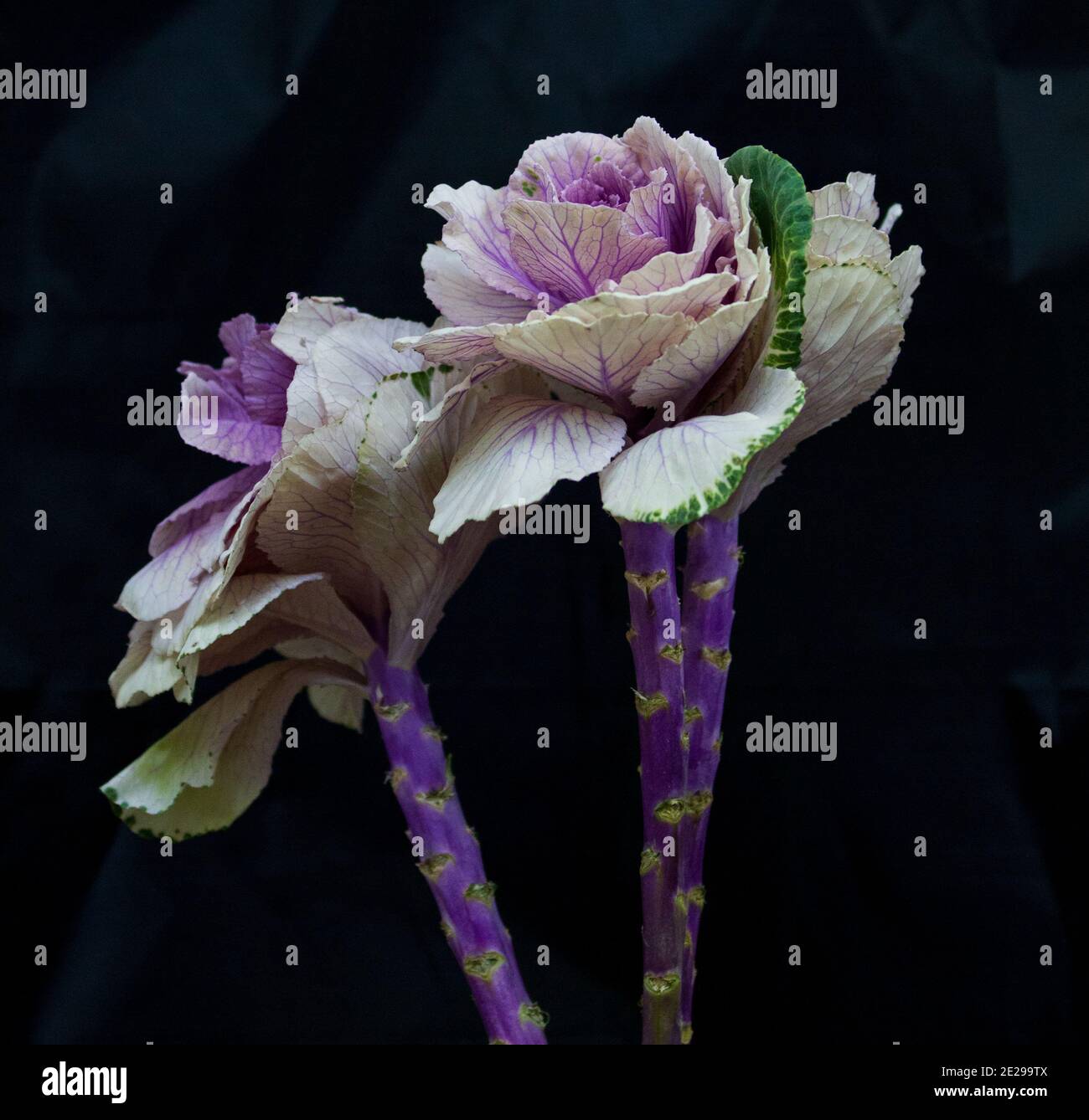 Purple Cabbage Flowers Stock Photo - Alamy