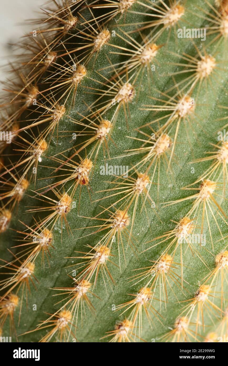 Espostoa guentheri hi-res stock photography and images - Alamy