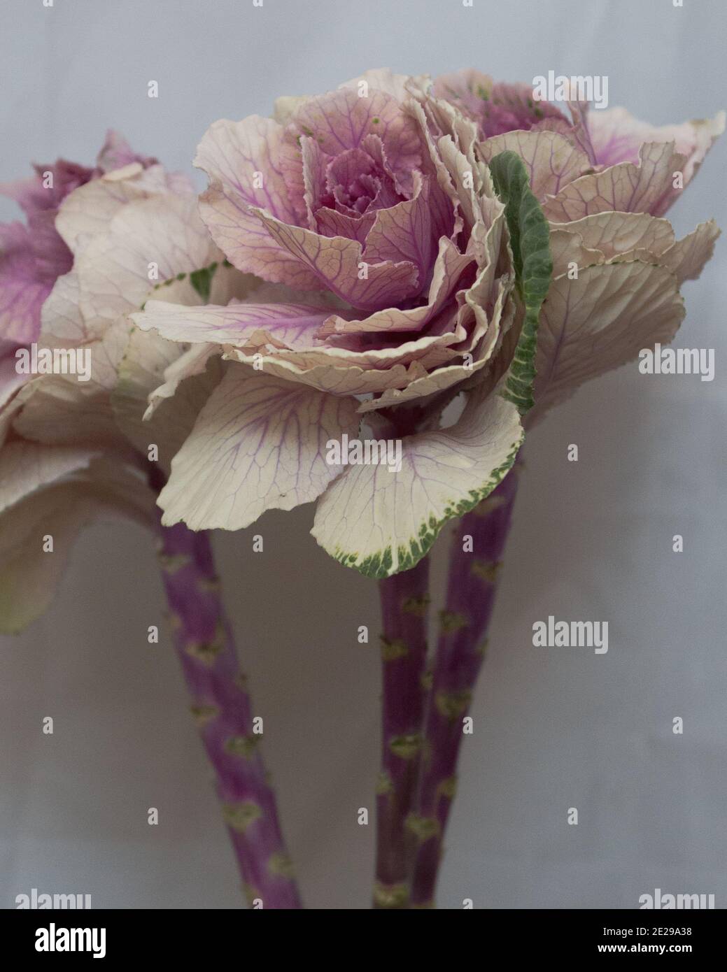 Pink cabbage hi-res stock photography and images - Alamy