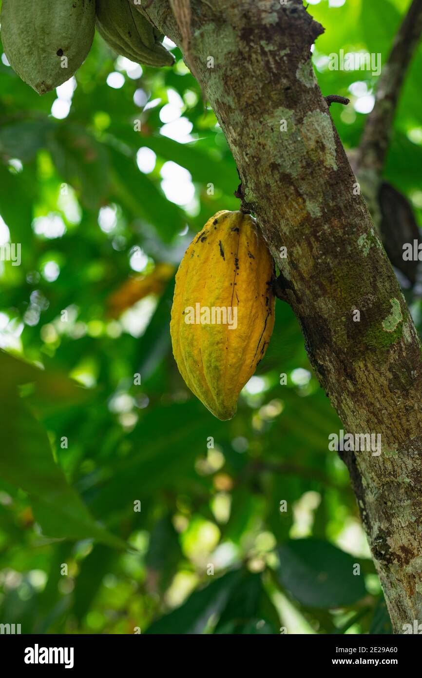 Yellow cocoa hi-res stock photography and images - Alamy
