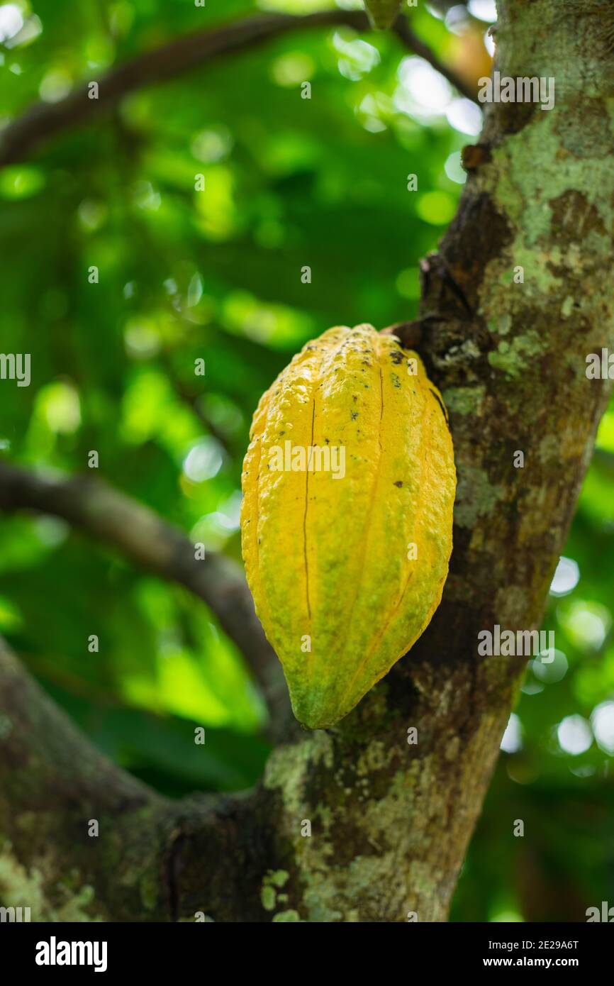 yellow cocoa on the tree Stock Photo - Alamy