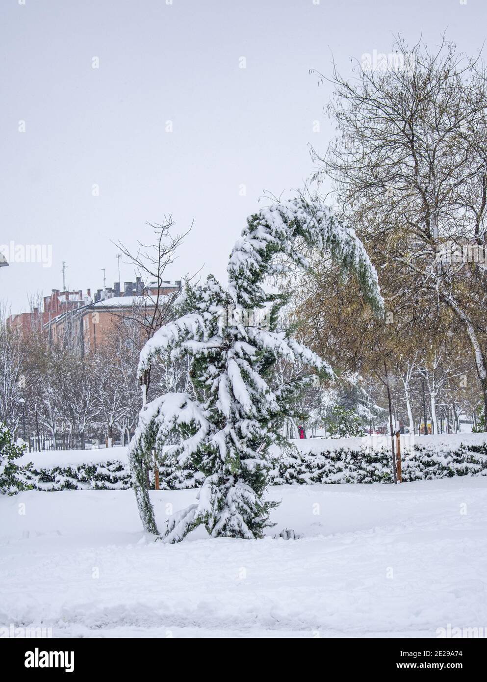 Vertical shot of a tree bending under the snow captured in a park Stock ...