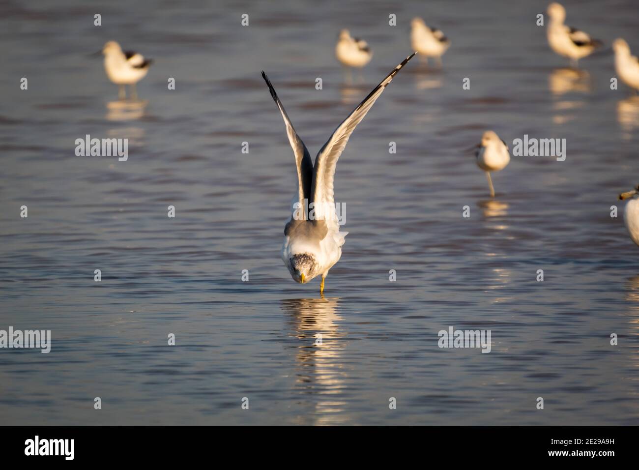 A seagull Stretching its wings wading in the shallows Stock Photo - Alamy
