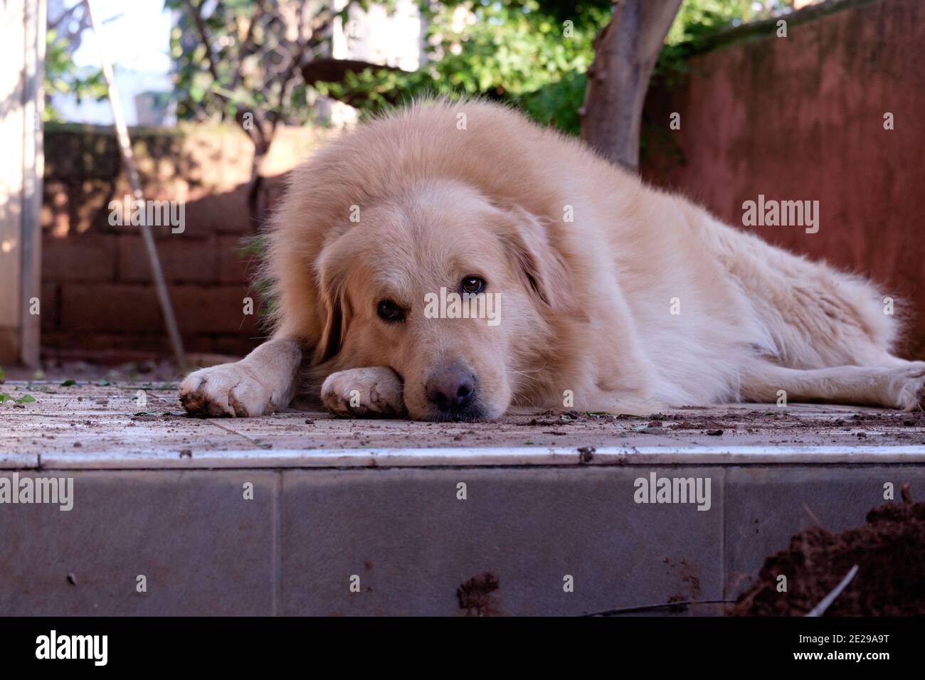 Adorable Golden retriever dog resting on the floor outdoors Stock Photo ...