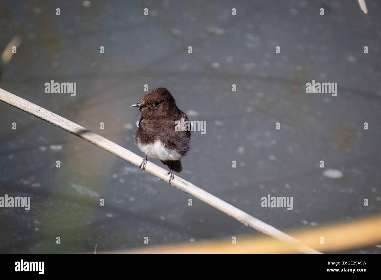 Little phoebe hi-res stock photography and images - Alamy