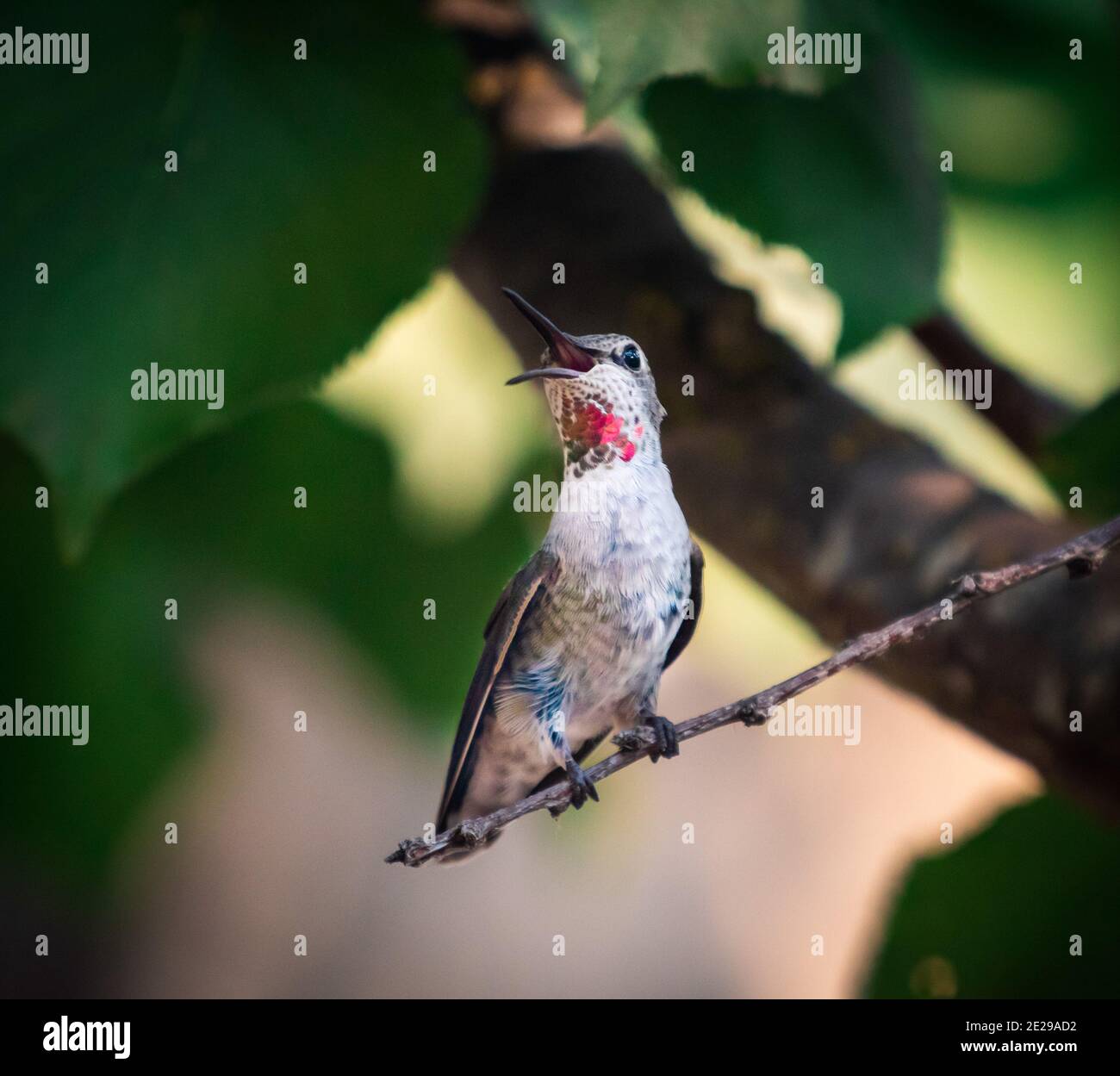 Bird breath hi-res stock photography and images - Alamy