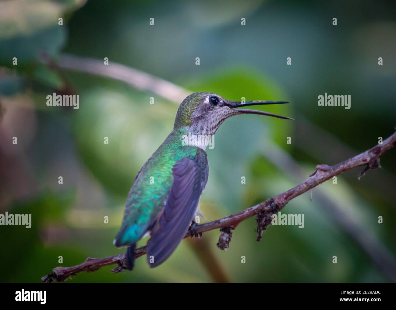 Bird breath hi-res stock photography and images - Alamy