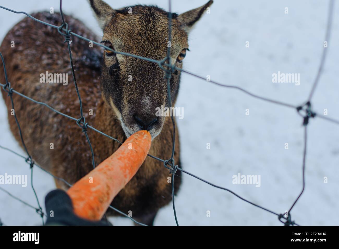 Giving carrot hi-res stock photography and images - Alamy