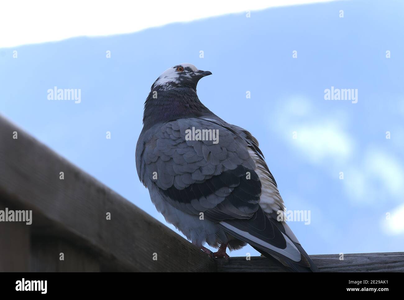 Low angle closeup of a pigeon sitting on the rood under a clear blue ...