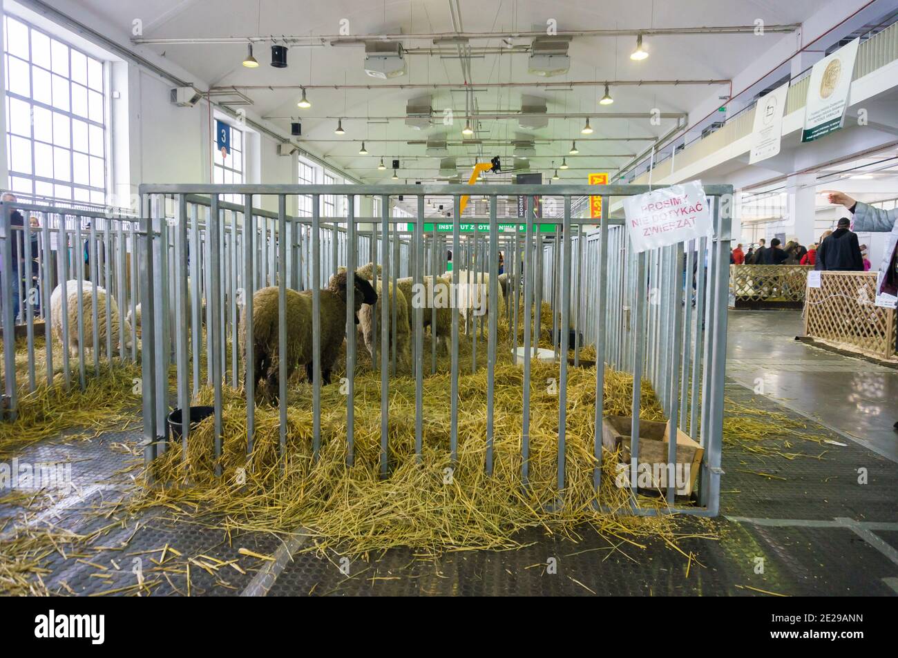 Sheeps in cage hi-res stock photography and images - Alamy