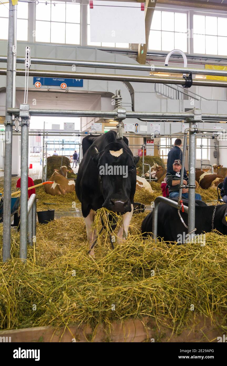 POZNAN, POLAND - May 08, 2017: Milk cow standing at a farm fair Stock ...