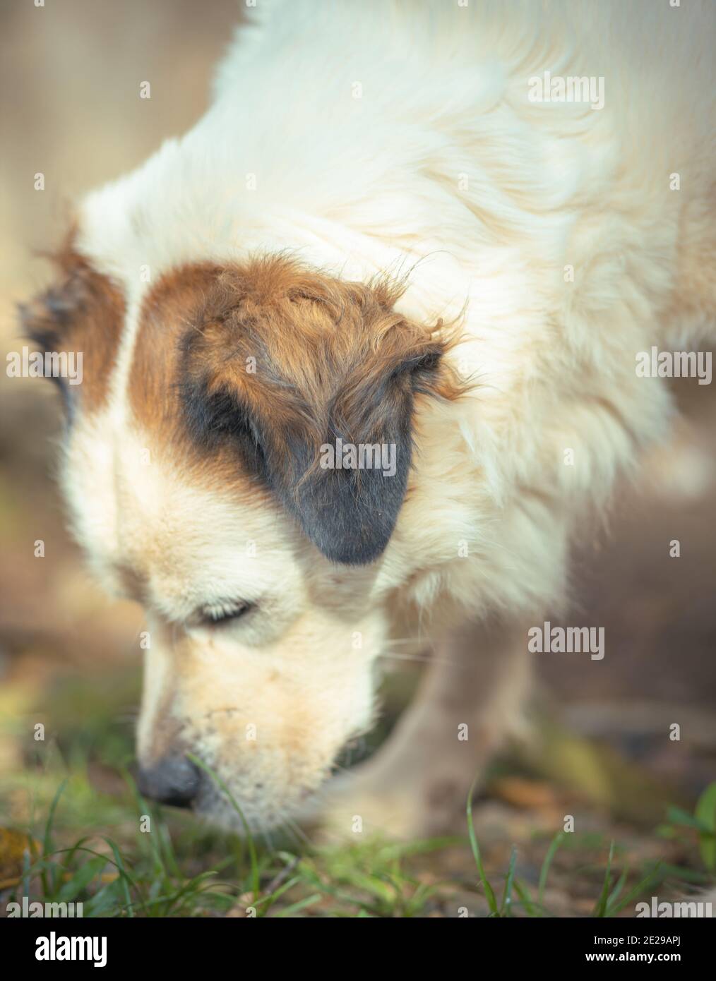 Playful dogs hi-res stock photography and images - Alamy