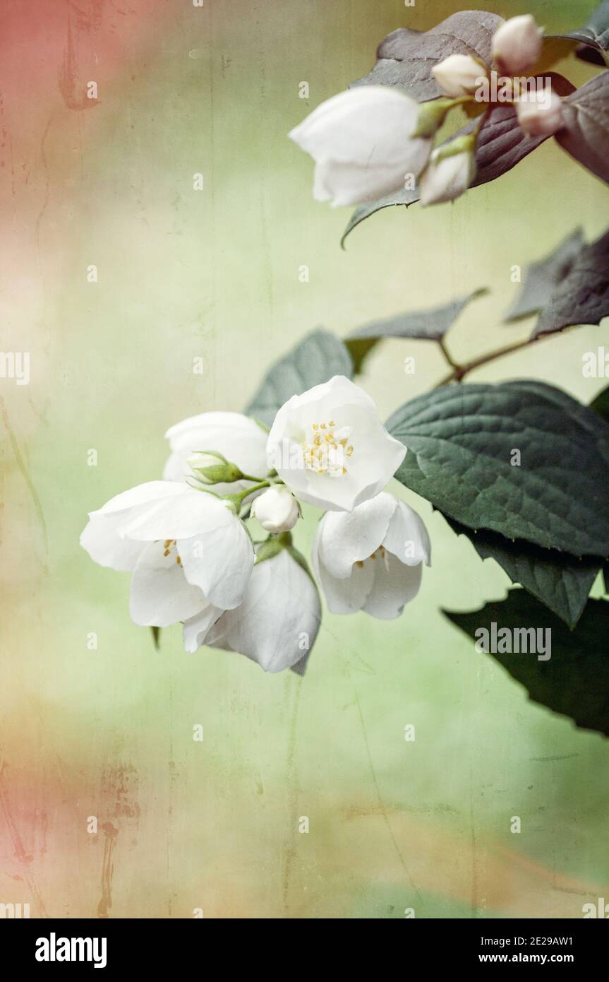 Vertical shot of beautiful white roses with a colorful background Stock ...
