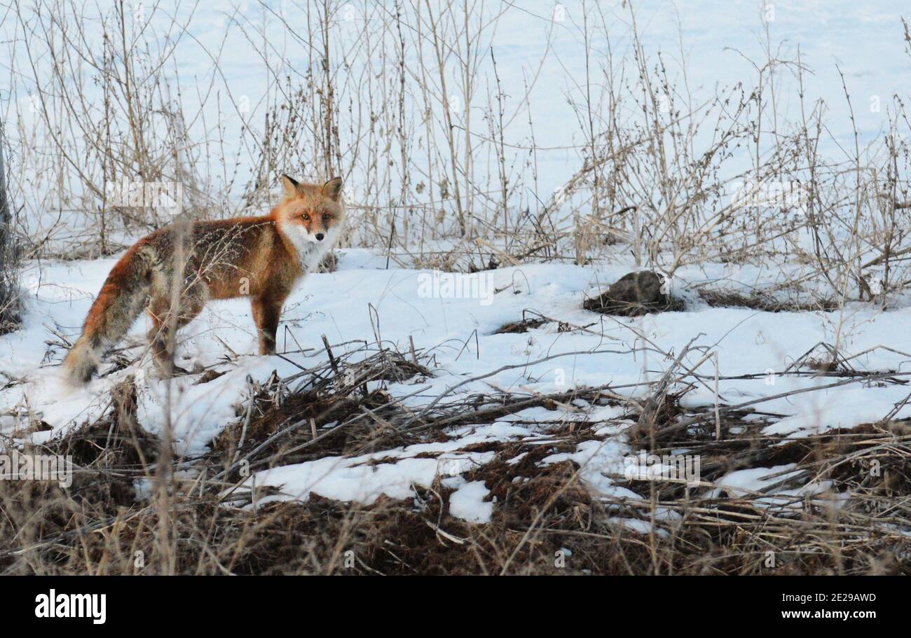 Hokkaido red fox japan hi-res stock photography and images - Alamy