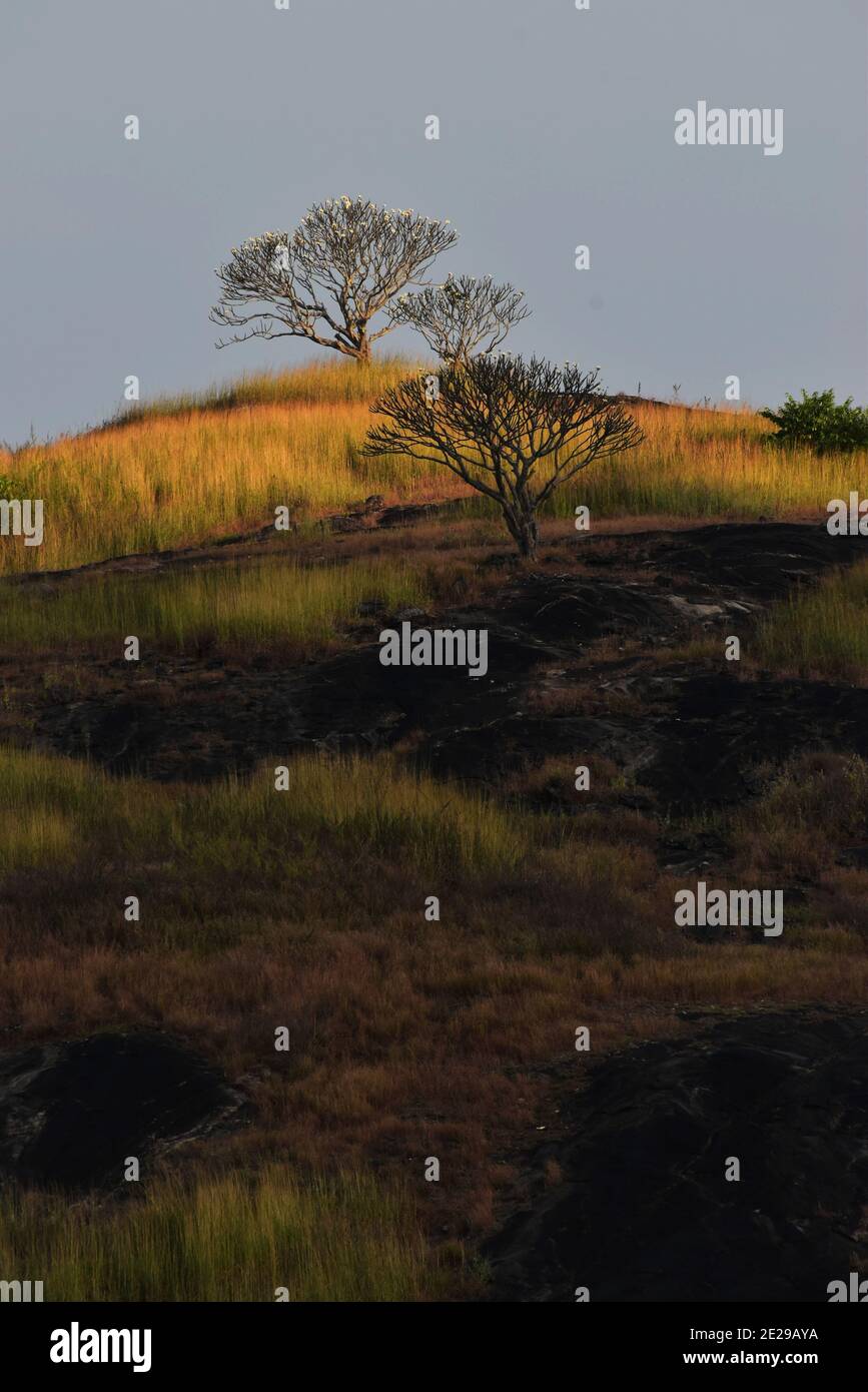 Tree on yellow sun burnt grass, Top of mountain, yellow grass and blue ...