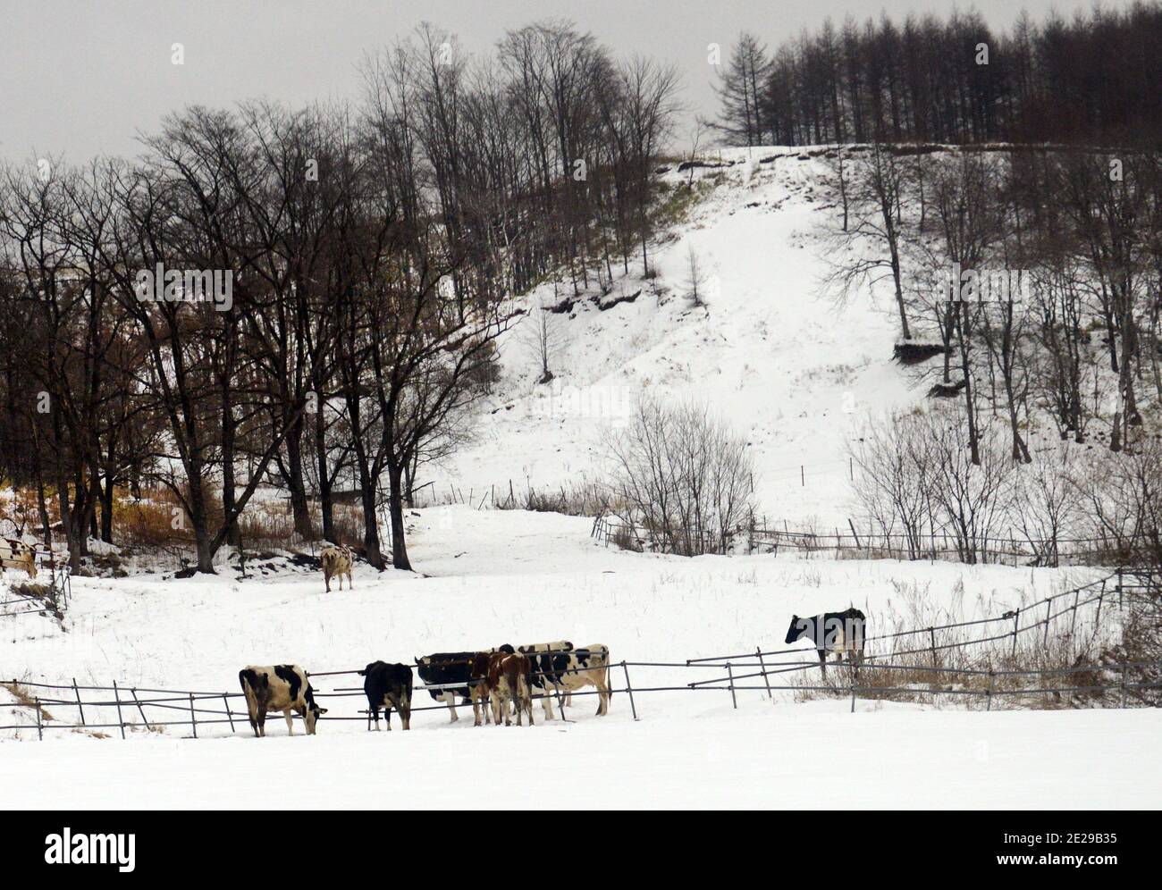Cattle farms in Hokkaido, Japan Stock Photo - Alamy