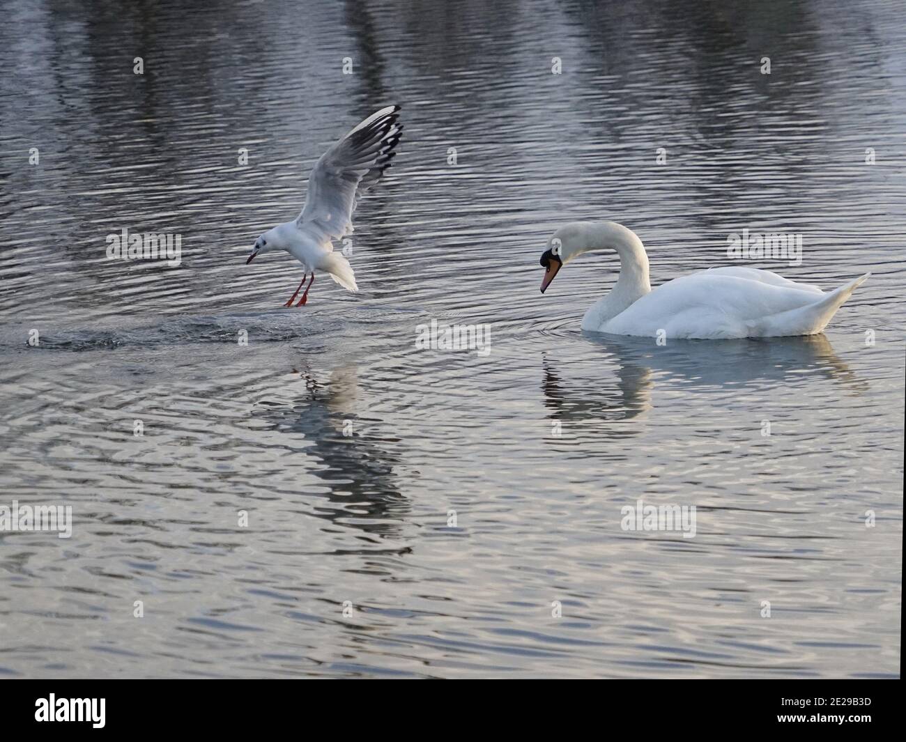 Beautiful shot of the Swan on water and seagull landing on the surface ...