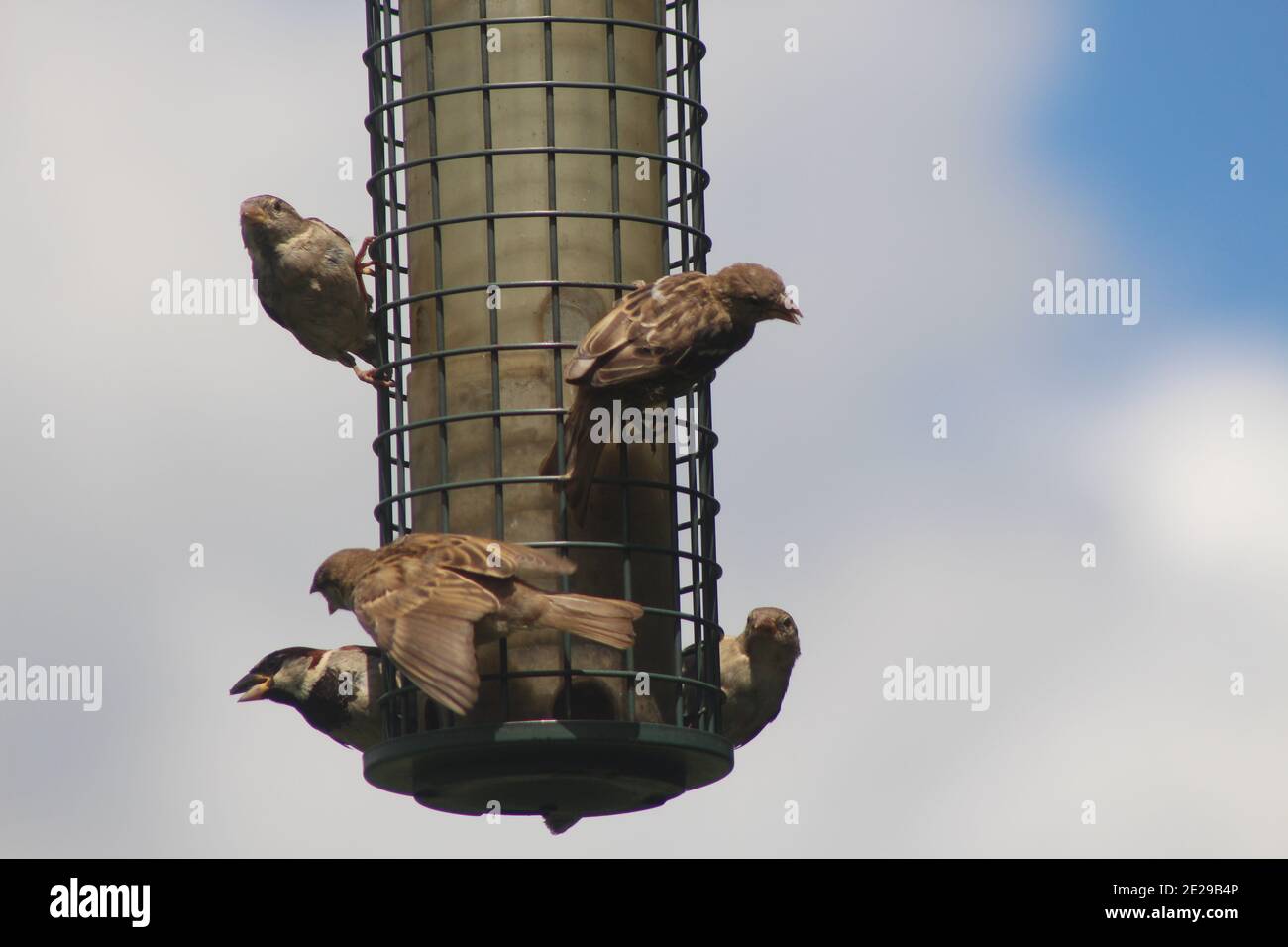 Multiple birds hi-res stock photography and images - Alamy