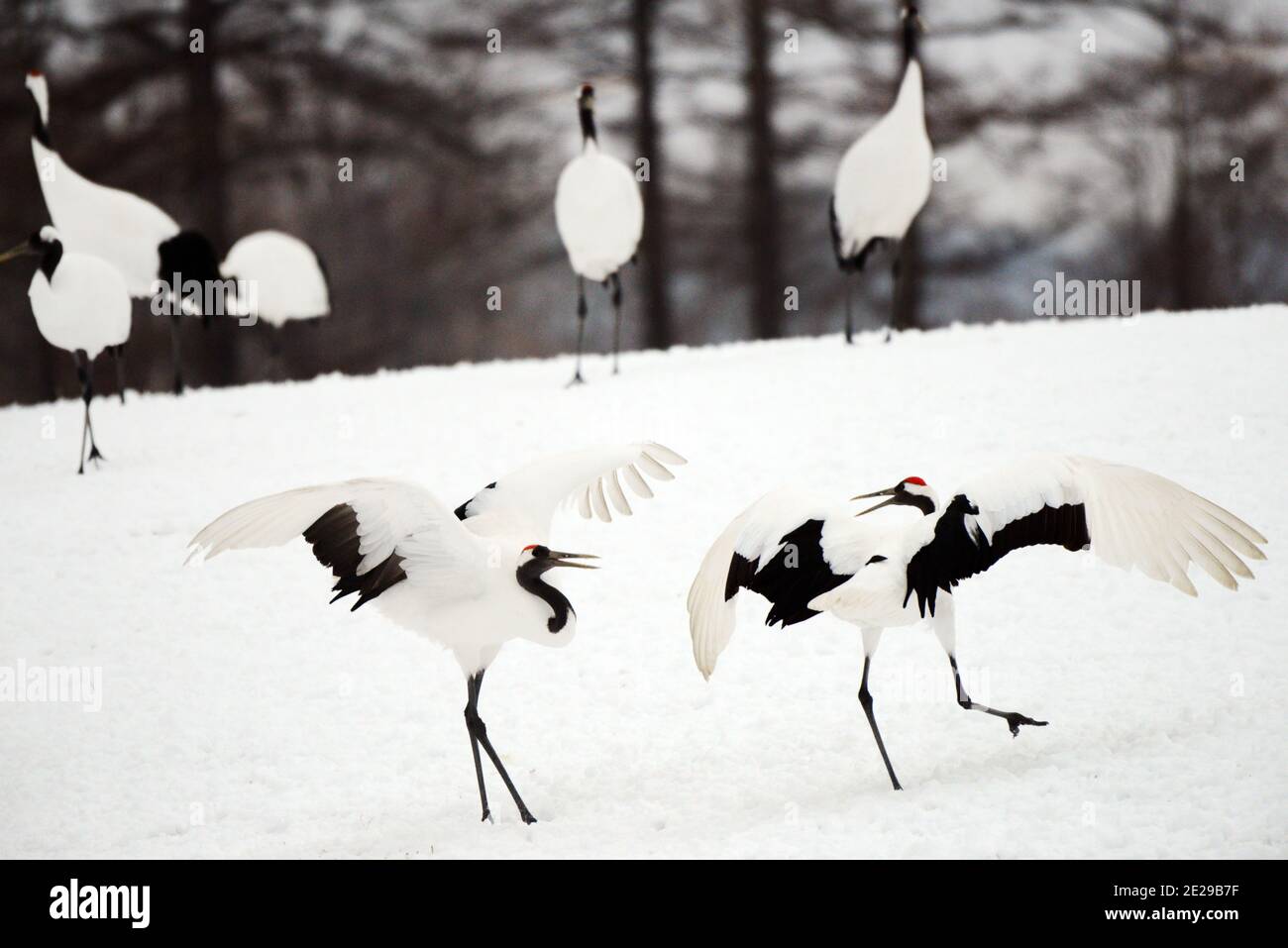 red-crowned cranes in Hokkaido, Japan Stock Photo - Alamy