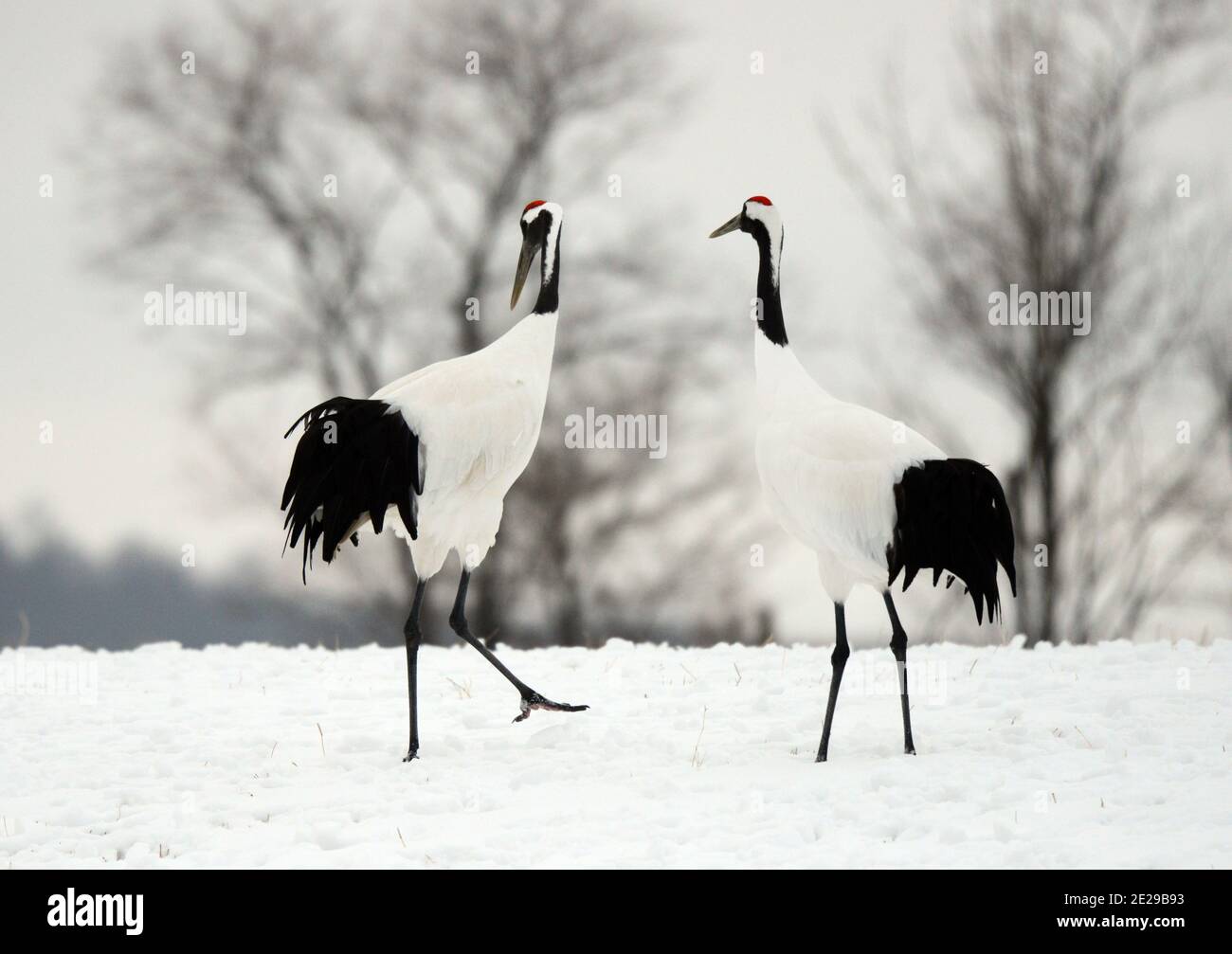 red-crowned cranes in Hokkaido, Japan Stock Photo - Alamy