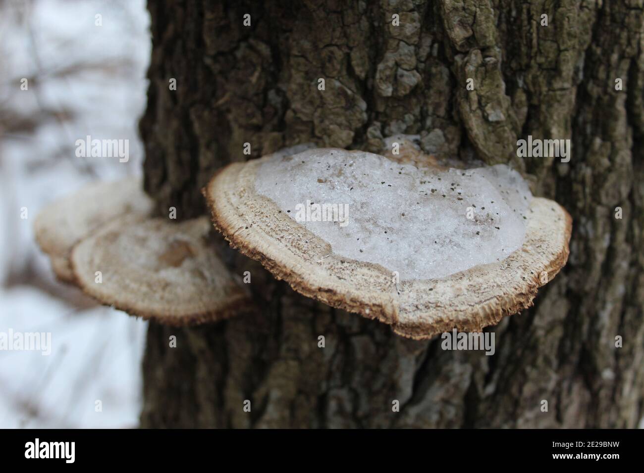Artists conch mushroom hi-res stock photography and images - Alamy