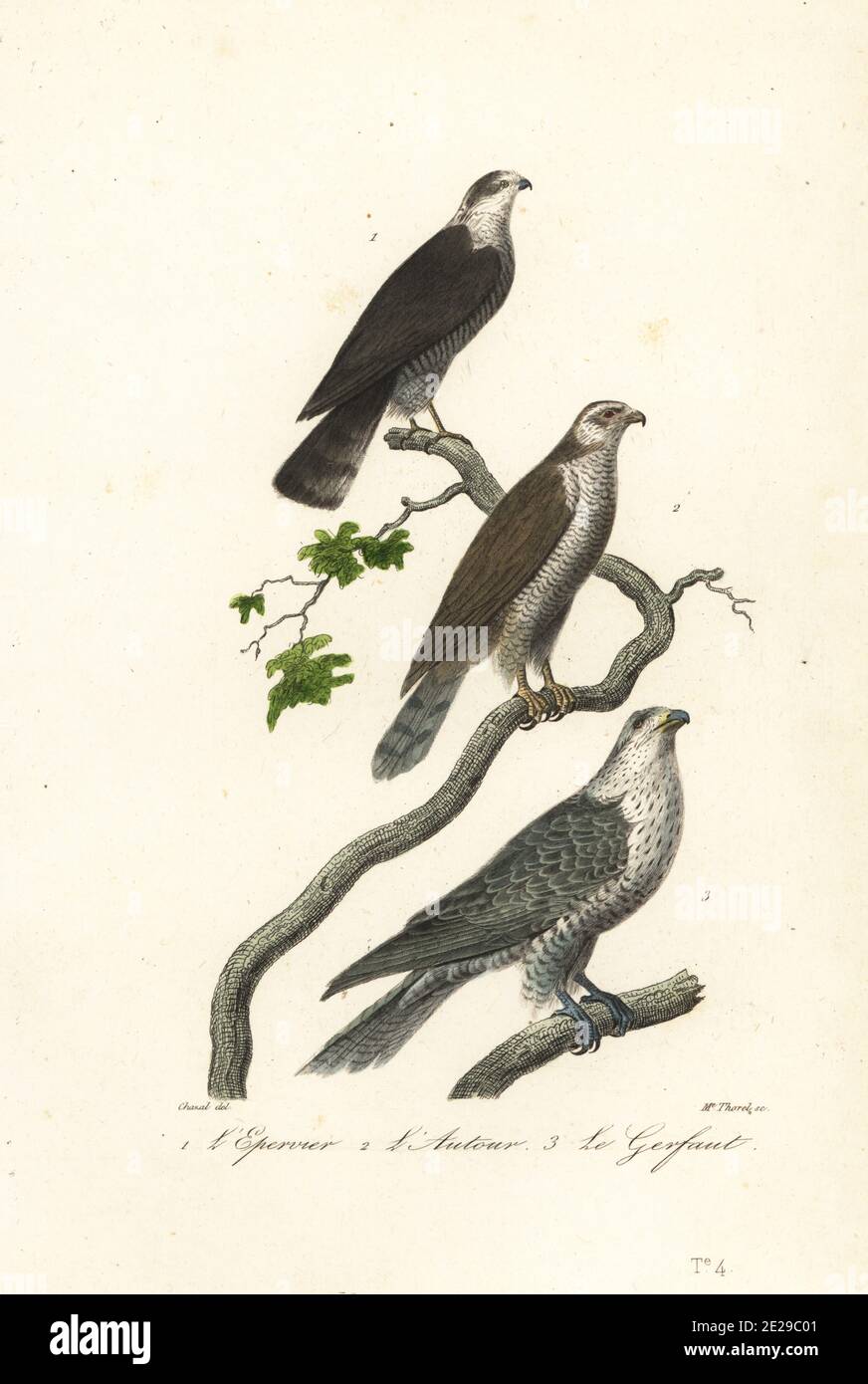 Falco candicans hi-res stock photography and images - Alamy