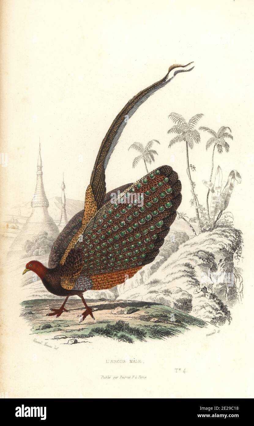 Great argus, male, vulnerable, Argusianus argus. In front of temples of ...