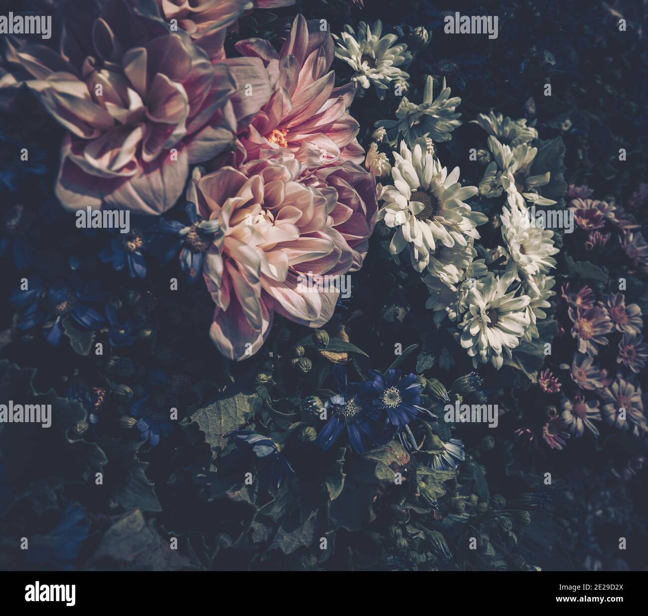 Flower Field background. Vintage style Stock Photo - Alamy