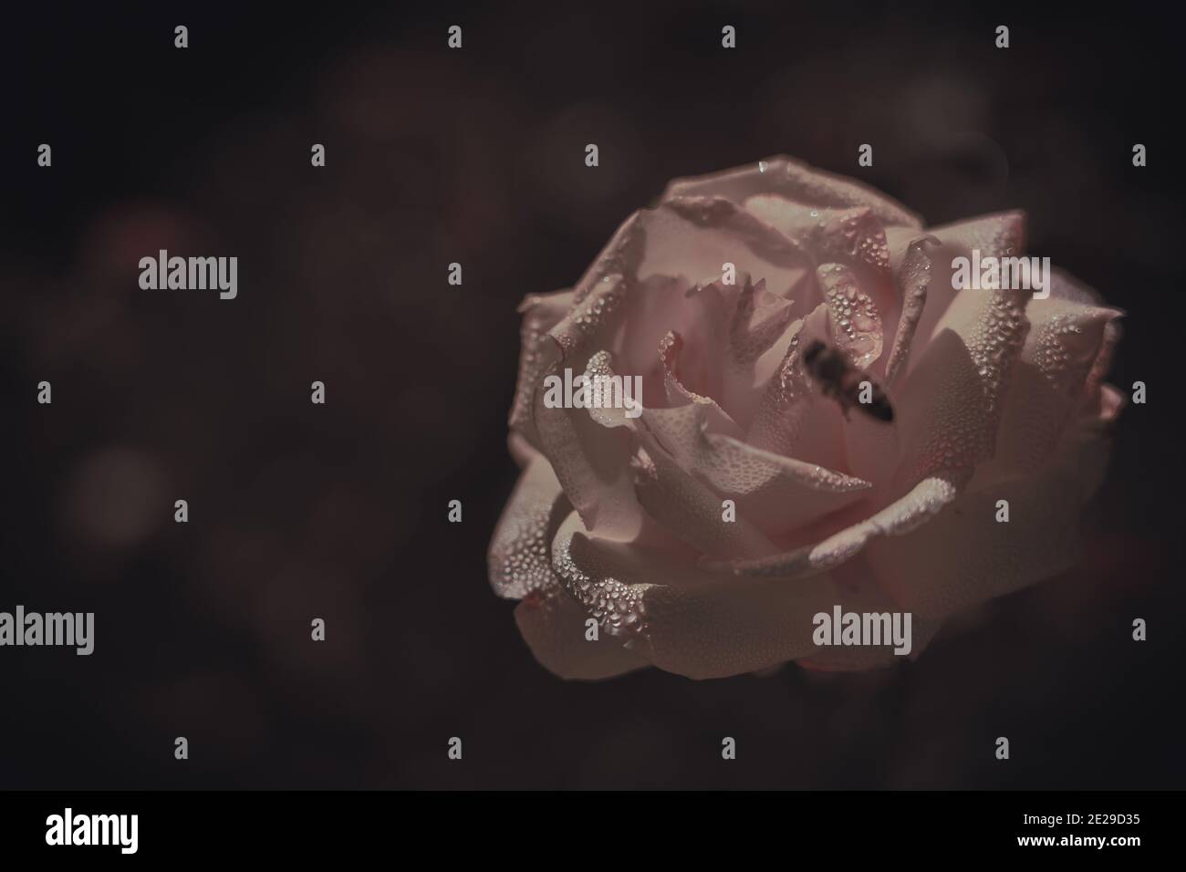 Beautiful Single Rose; Vintage style Stock Photo - Alamy