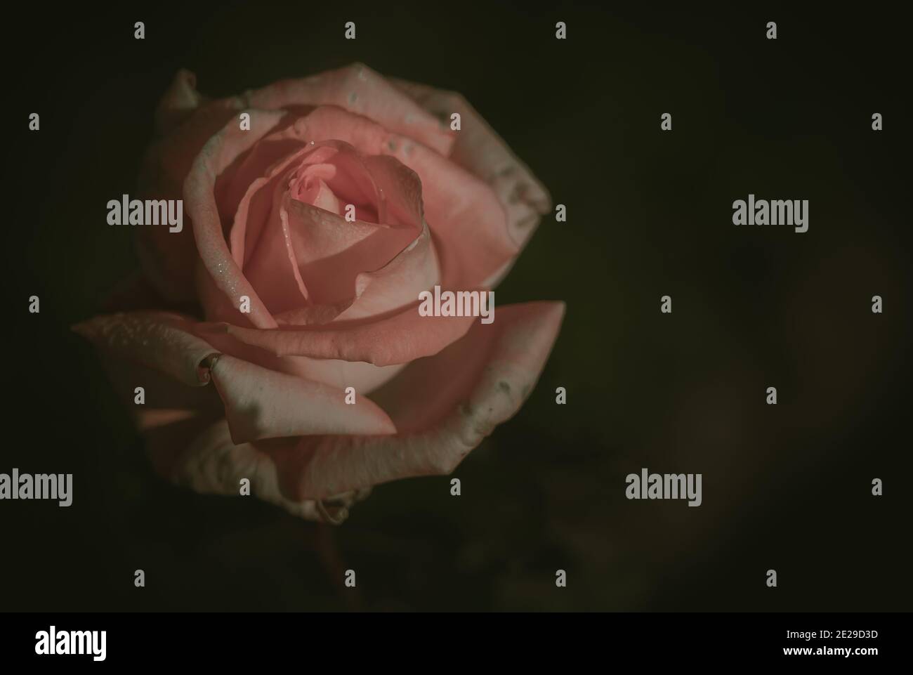 Beautiful Single Rose; Vintage style Stock Photo - Alamy