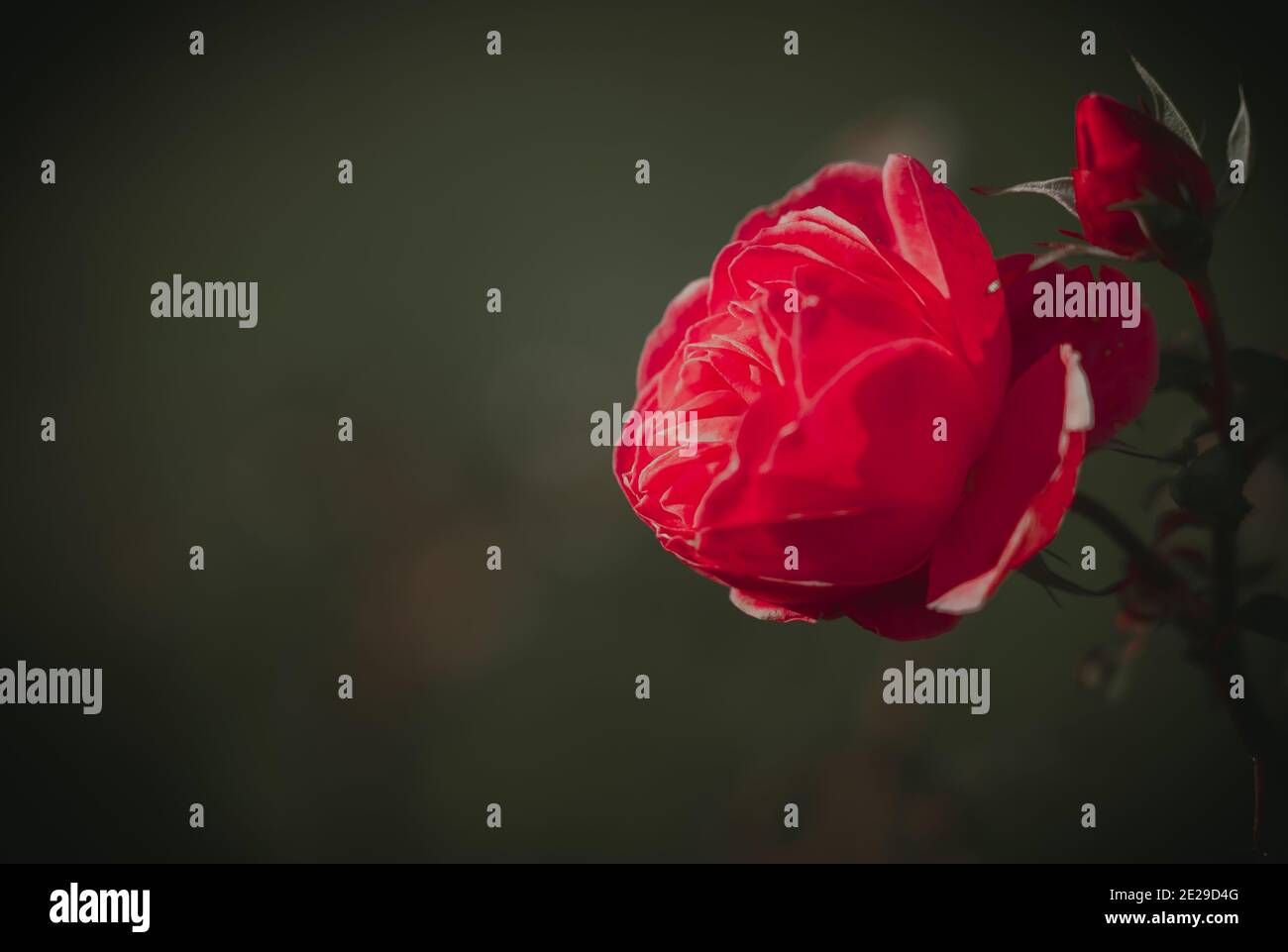 Beautiful Single Rose; Vintage style Stock Photo - Alamy