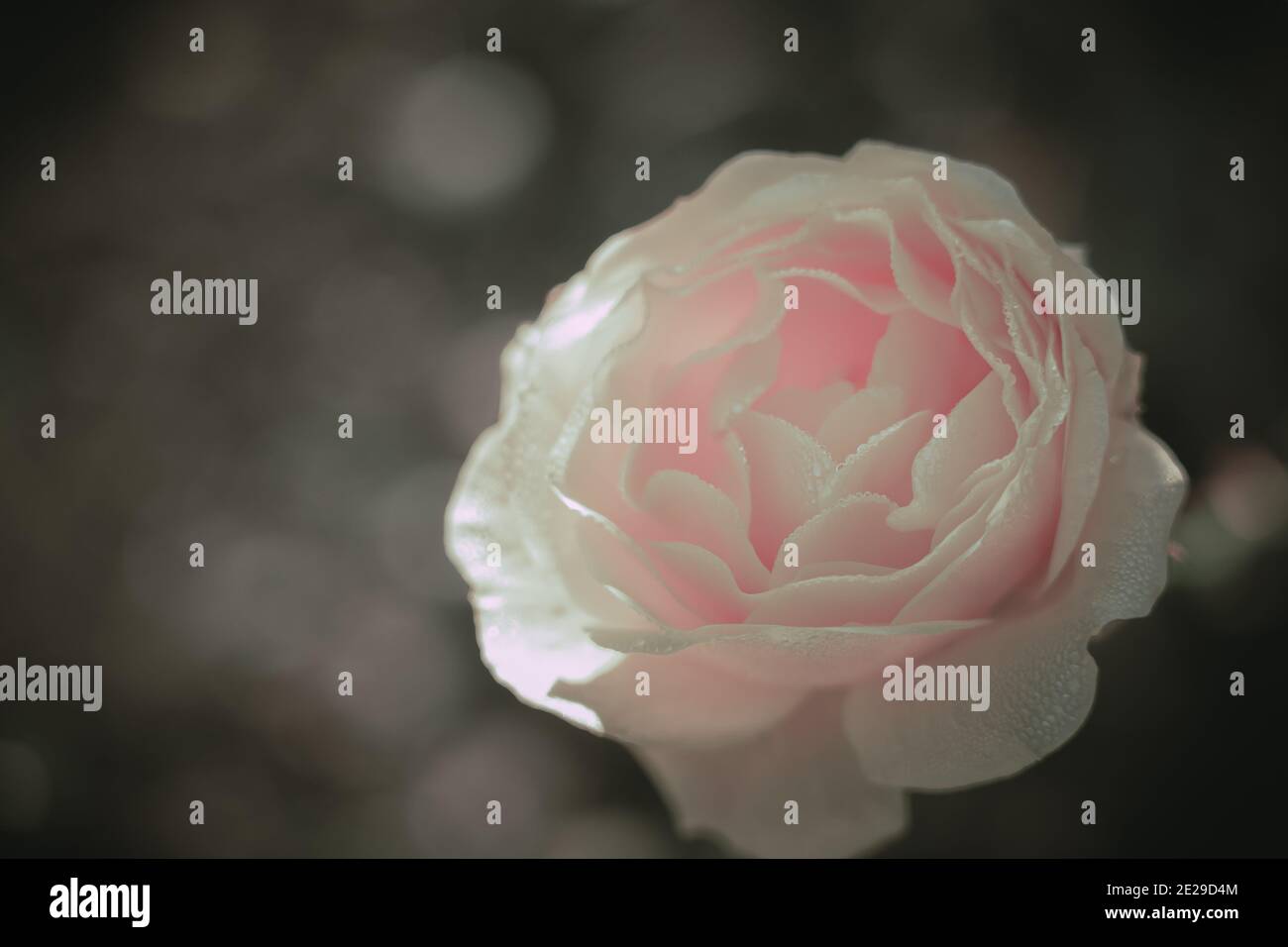 Beautiful Single Rose; Vintage style Stock Photo - Alamy