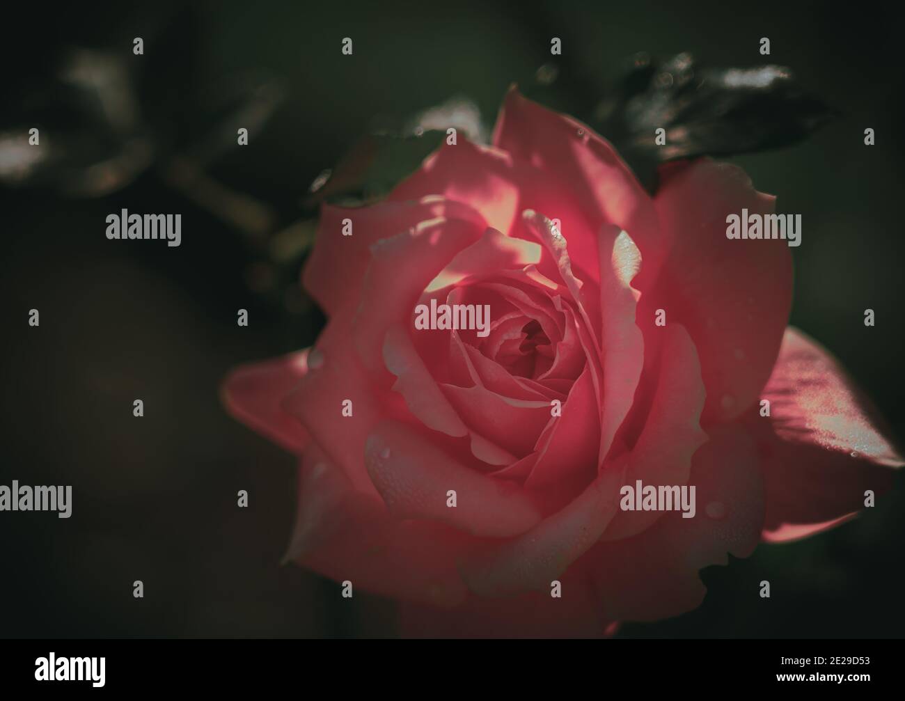 Beautiful Single Rose; Vintage style Stock Photo - Alamy