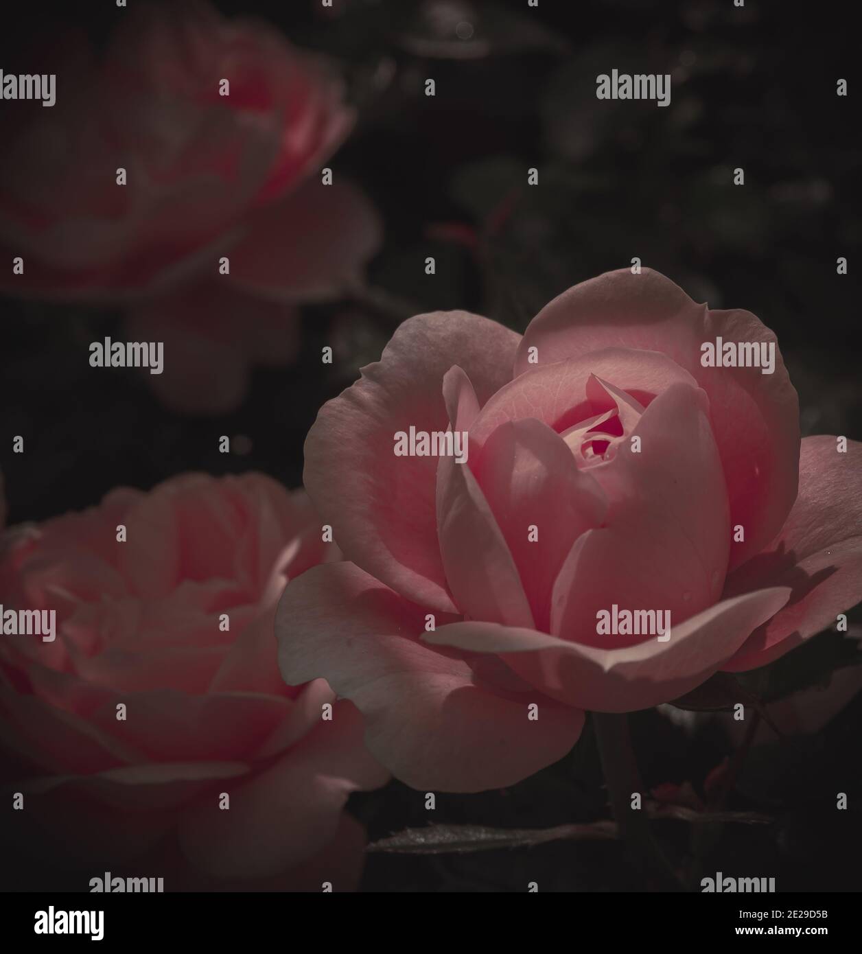 Beautiful Single Rose; Vintage style Stock Photo - Alamy