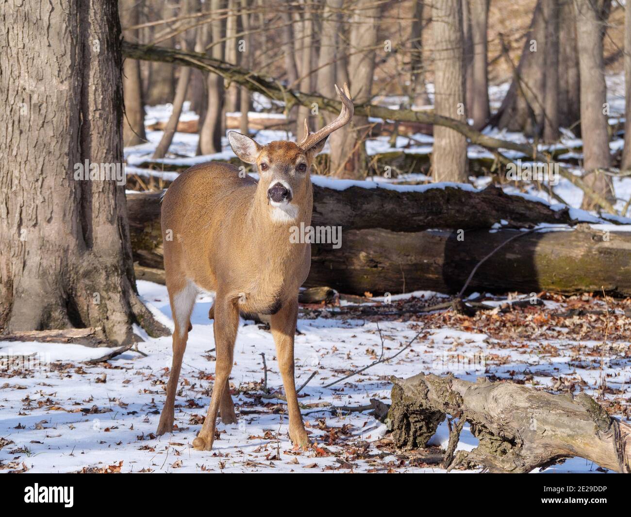White-tailed deer buck with one antler missing. Cook County, Illinois ...