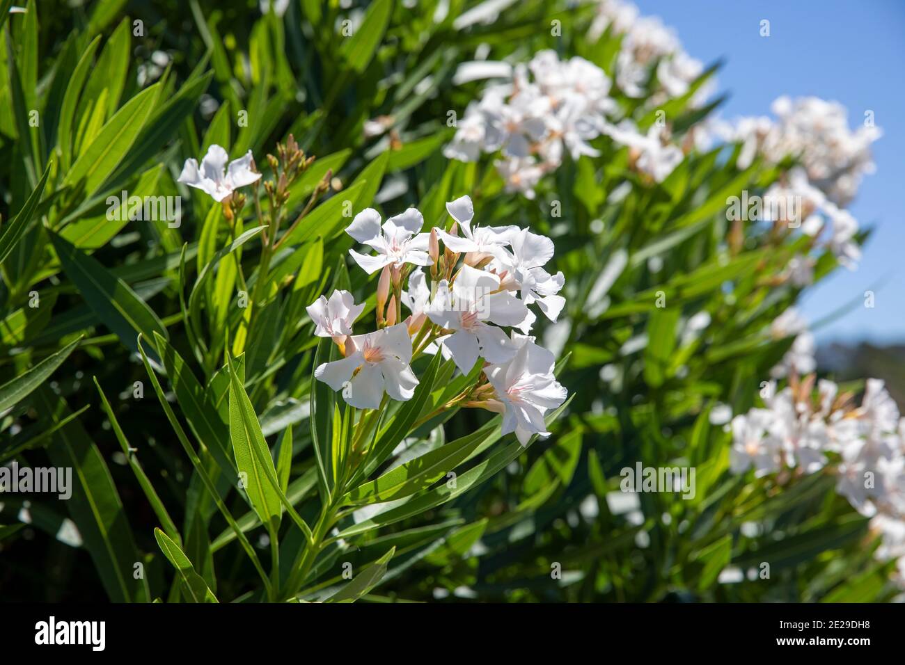 Leaves of an oleander nerium oleander hi-res stock photography and ...