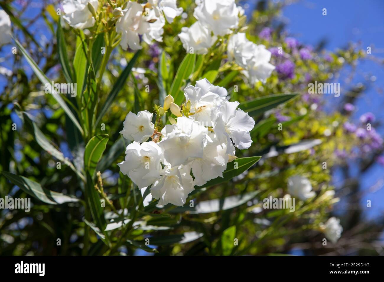 Nerium Oleander in bloom white flowers blue sky,Sydney,Australia on a ...