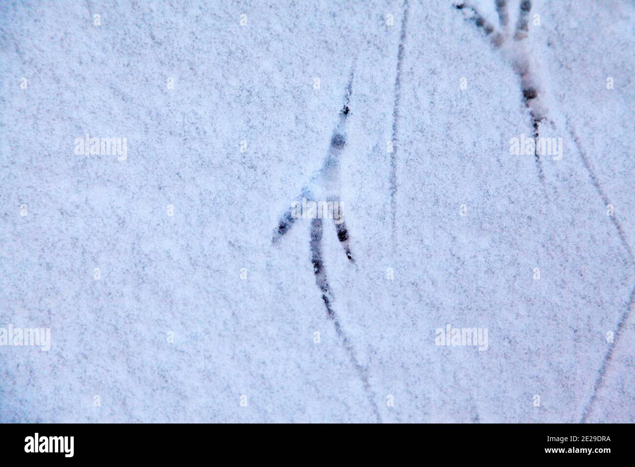 tracks of birds in fresh snow Stock Photo - Alamy