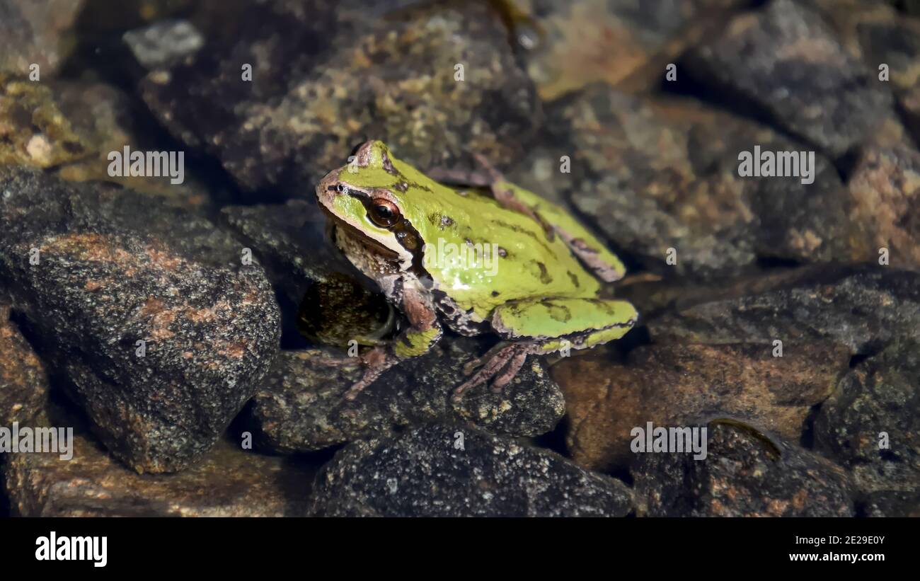 Northern Pacific Tree Frog Stock Photo - Alamy