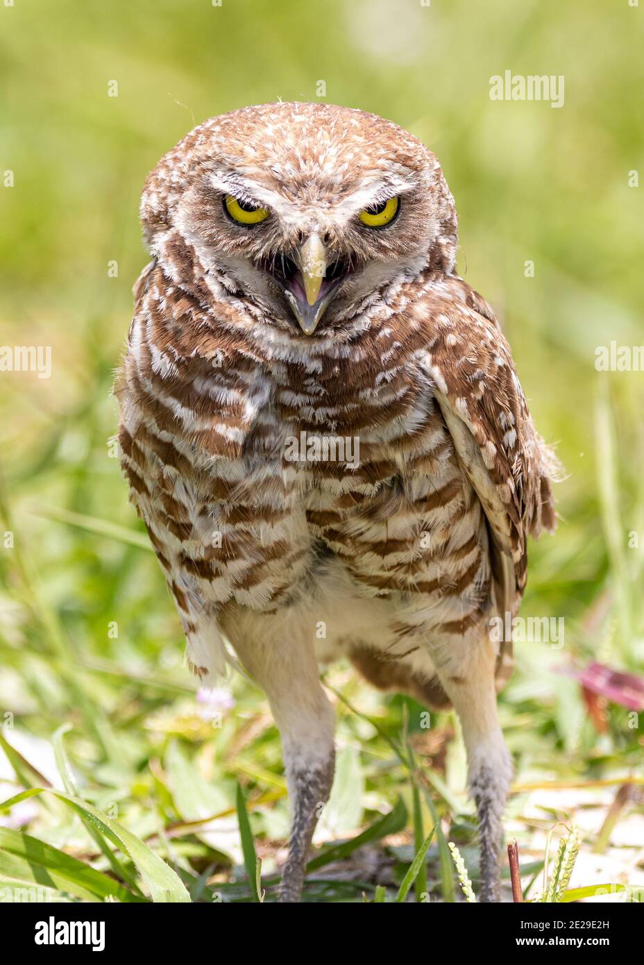 Burrowing owl standing in burrow hi-res stock photography and images ...